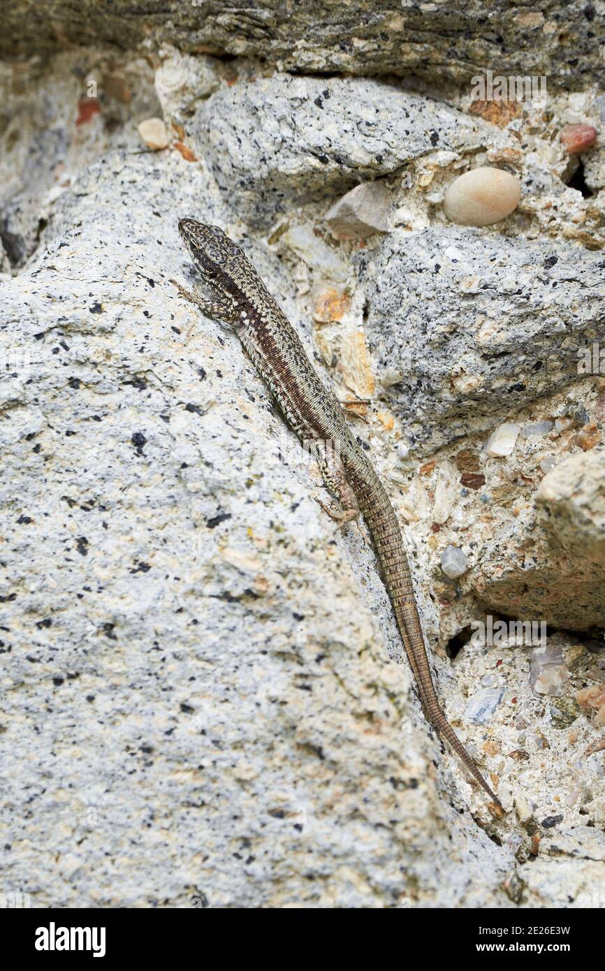Common wall lizard climbing rocks (Podarcis Muralis Stock Photo - Alamy