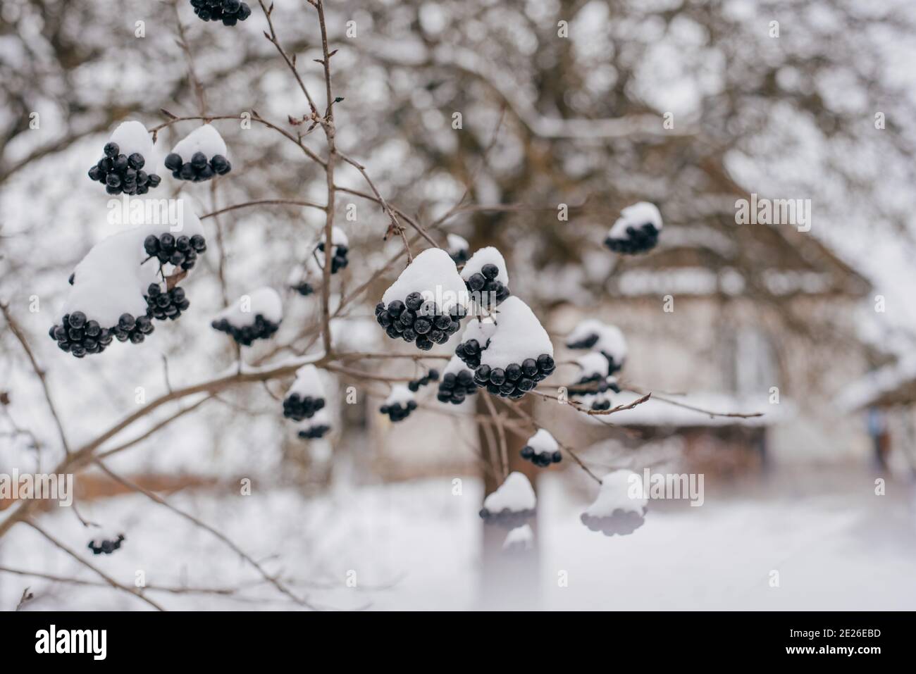 Black rowan hi-res stock photography and images - Alamy