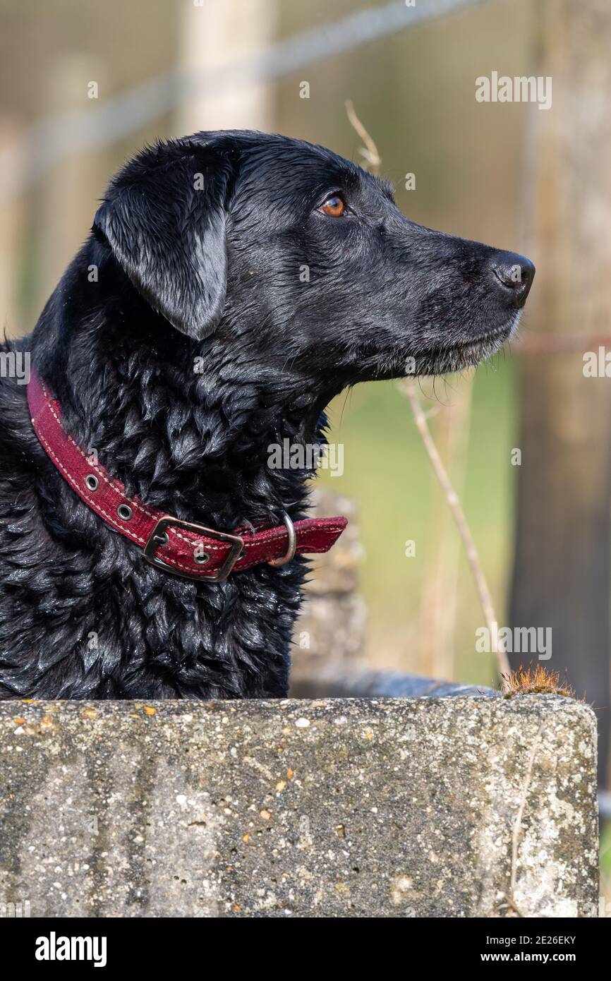 Close up of a wet black Labrador standing in a water trough Stock Photo ...