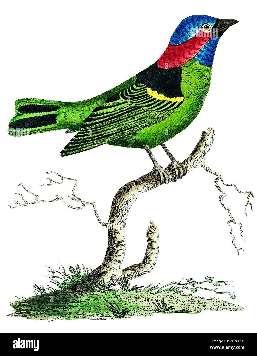 Collared tanager hi-res stock photography and images - Alamy