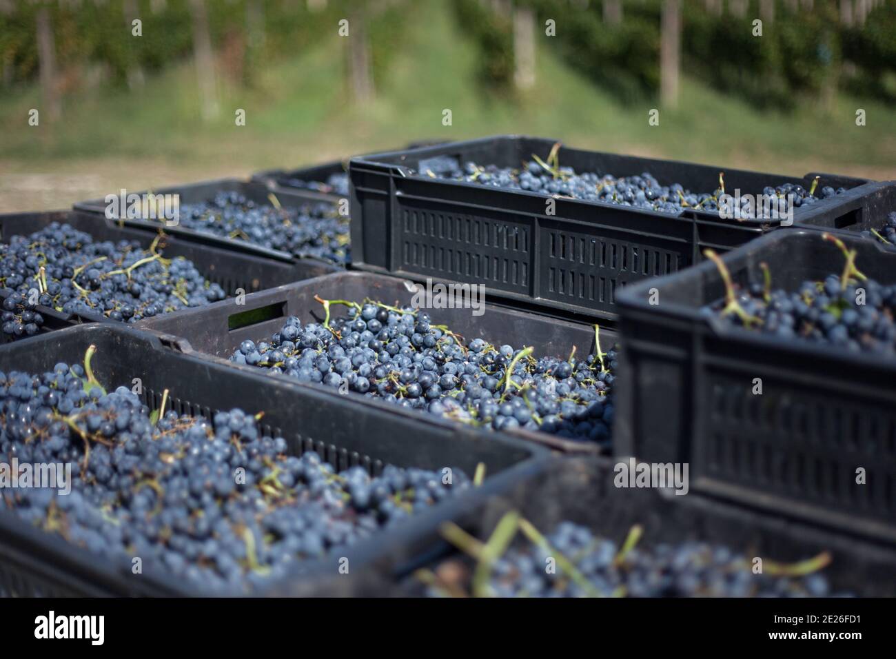 Harvested grapes in boxes hi-res stock photography and images - Alamy