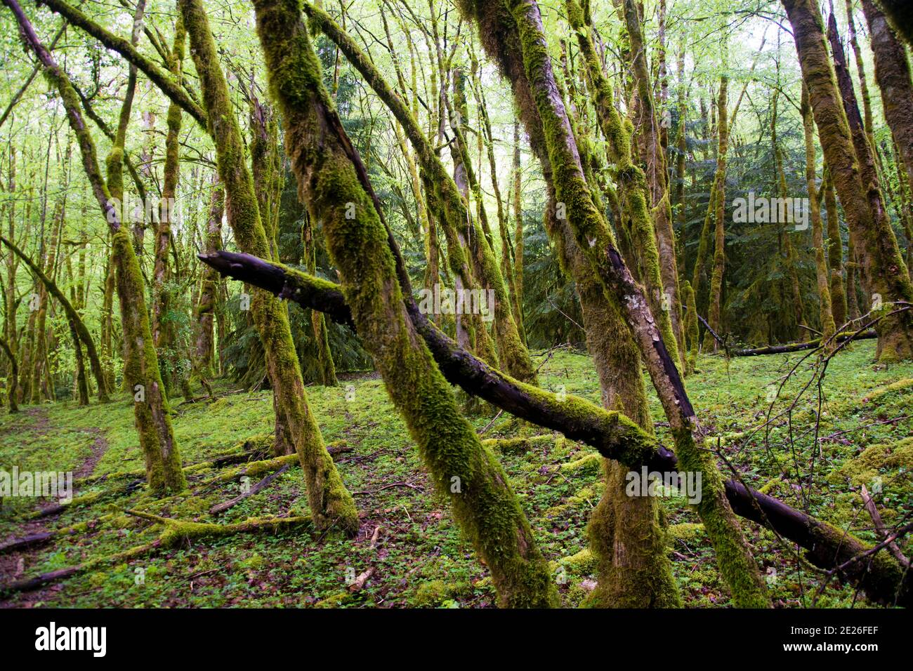 Wilder wald hi-res stock photography and images - Alamy