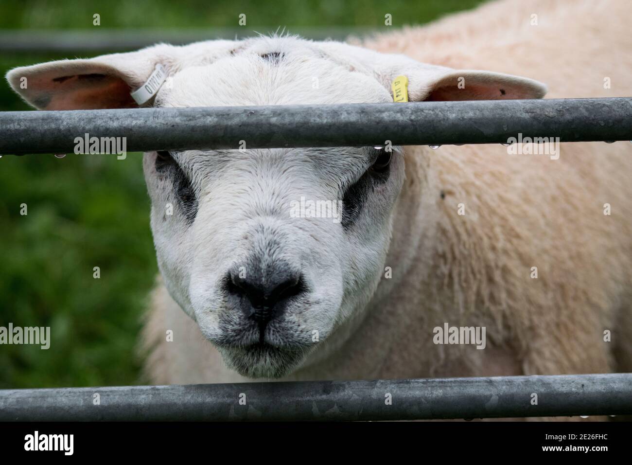 Sheep on show at an agricultural fair Stock Photo - Alamy