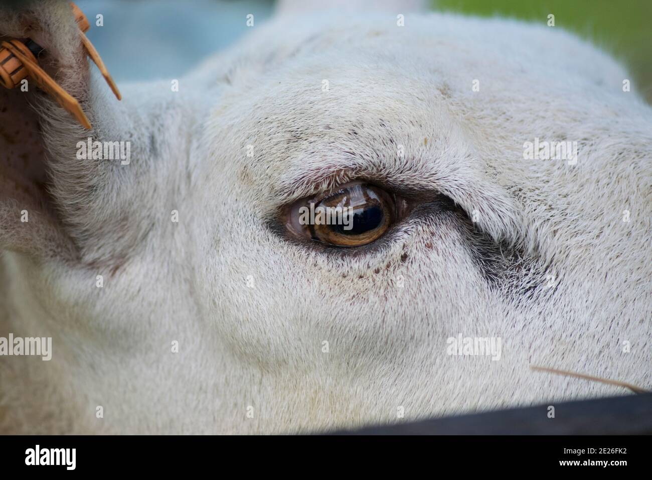 Sheep on show at an agricultural fair Stock Photo - Alamy