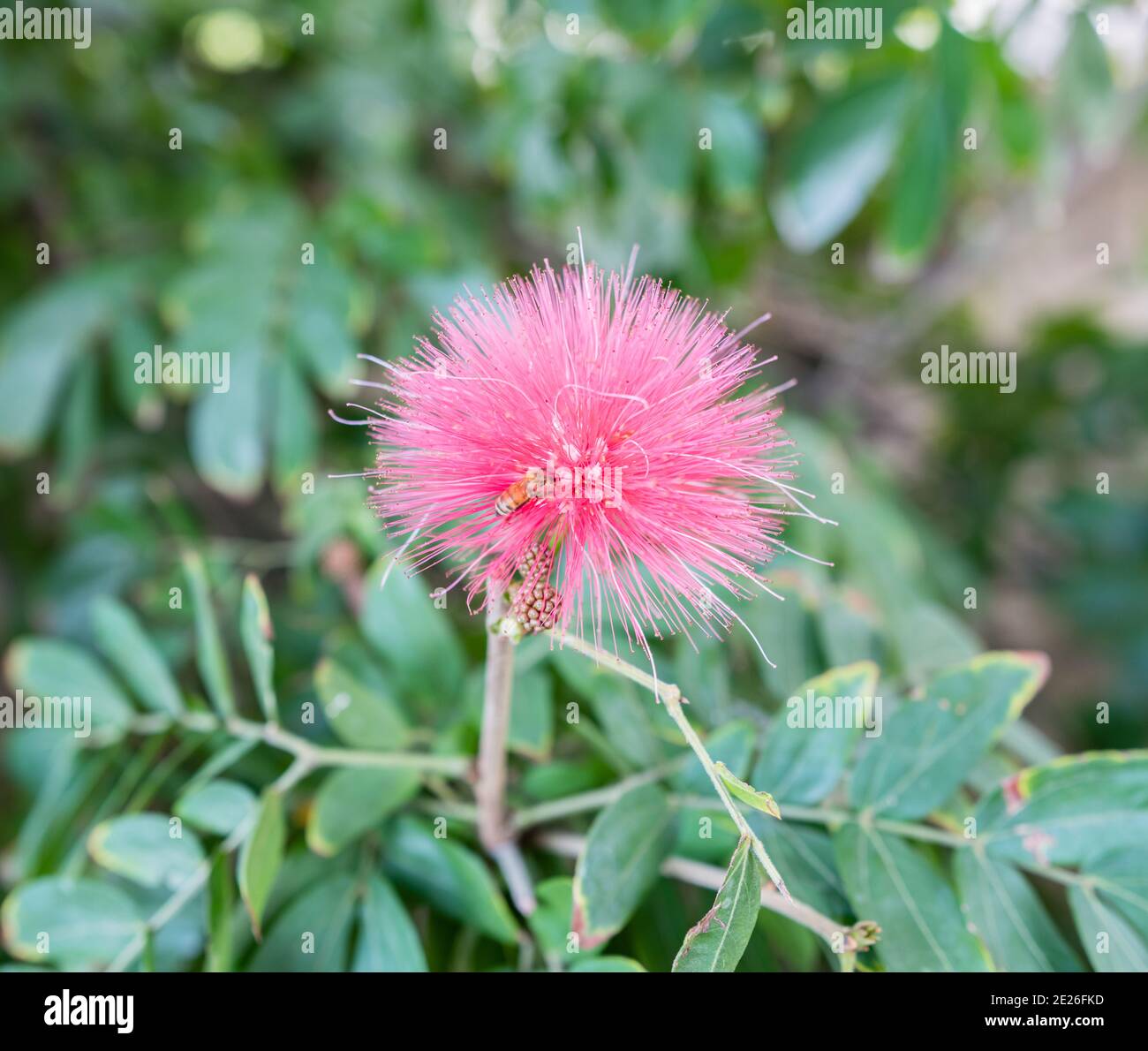 Powder Puff Flower High Resolution Stock Photography and Images - Alamy