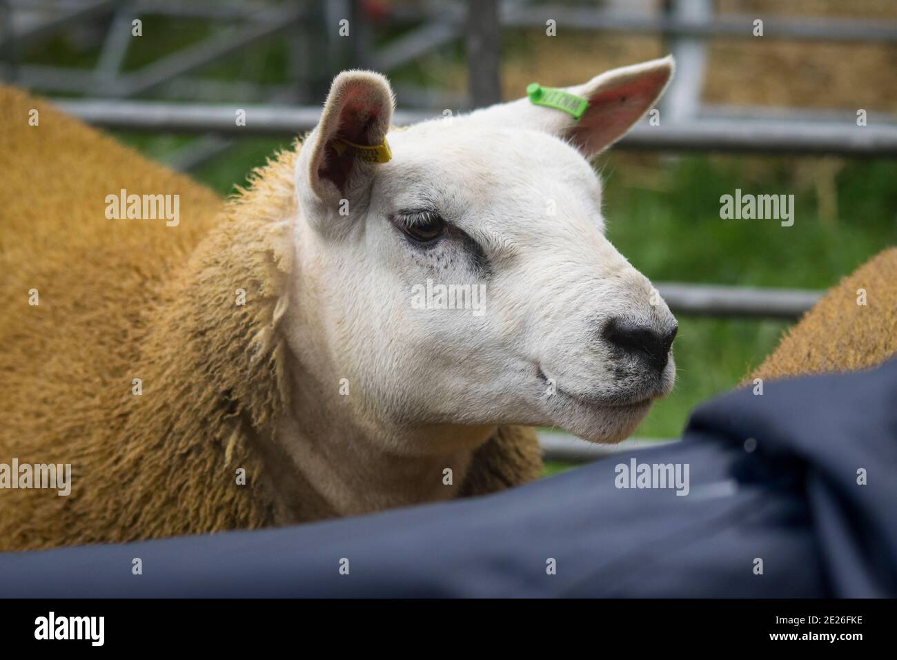 Sheep on show at an agricultural fair Stock Photo - Alamy