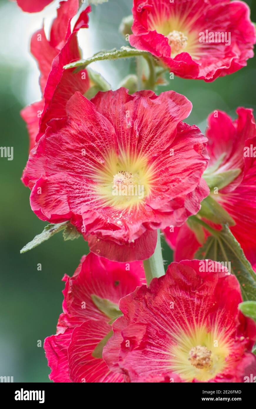 Vertical shot of blooming red Mallow flowers Stock Photo - Alamy