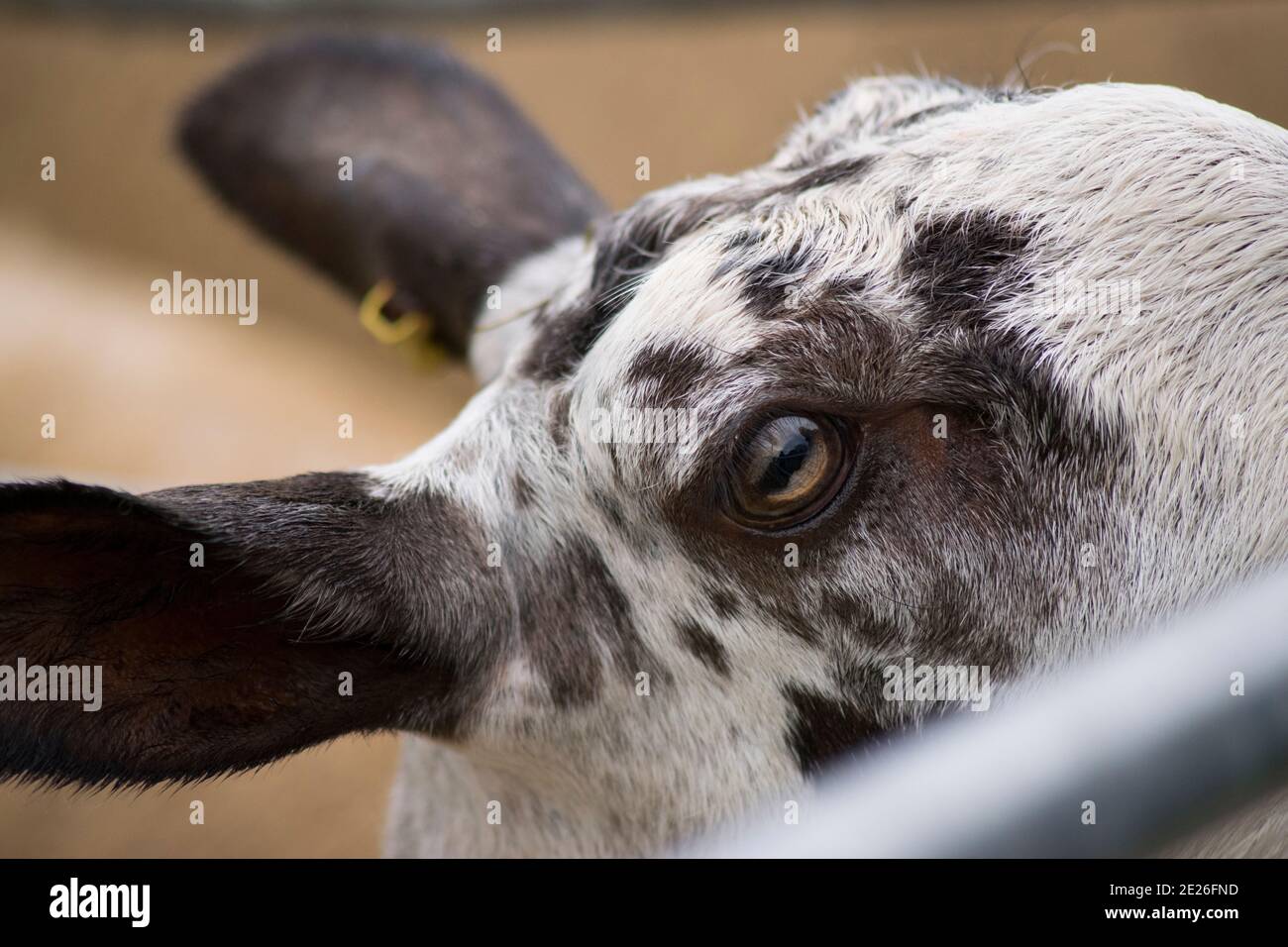 Sheep on show at an agricultural fair Stock Photo - Alamy