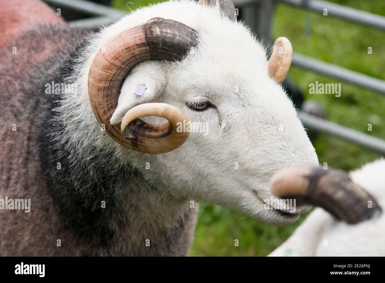 Sheep on show at an agricultural fair Stock Photo - Alamy