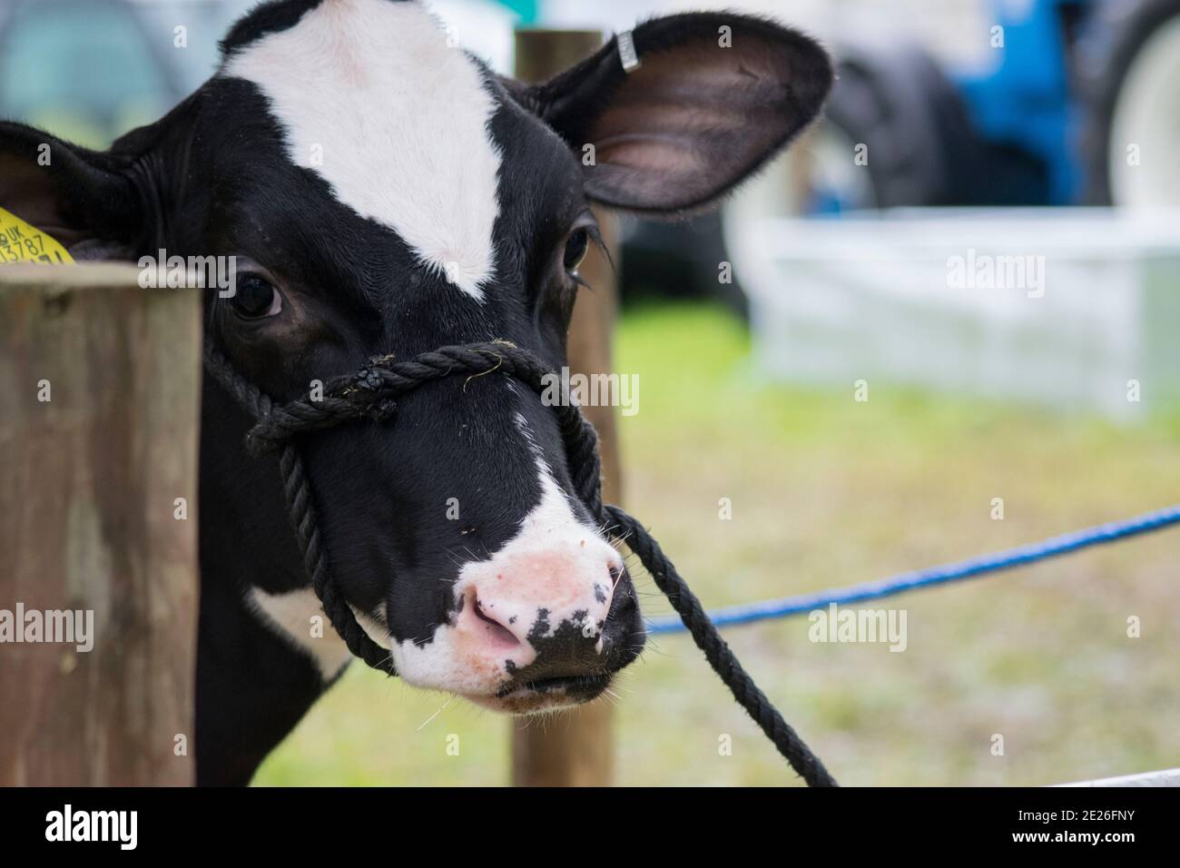 Forward facing cow hi-res stock photography and images - Alamy
