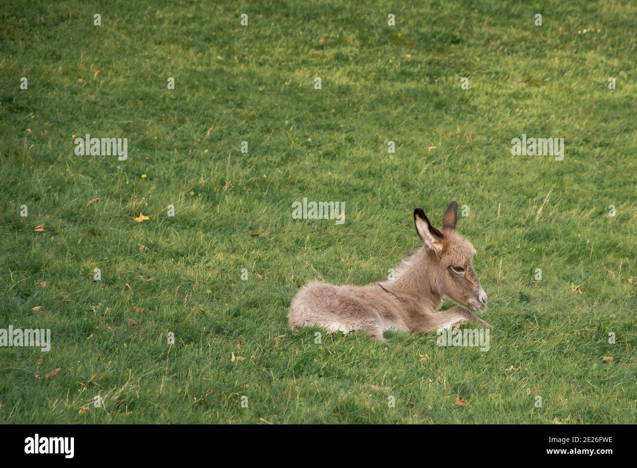 Donkey sitting hi-res stock photography and images - Alamy