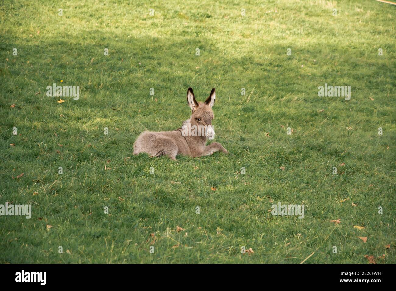 Donkey sitting hi-res stock photography and images - Alamy