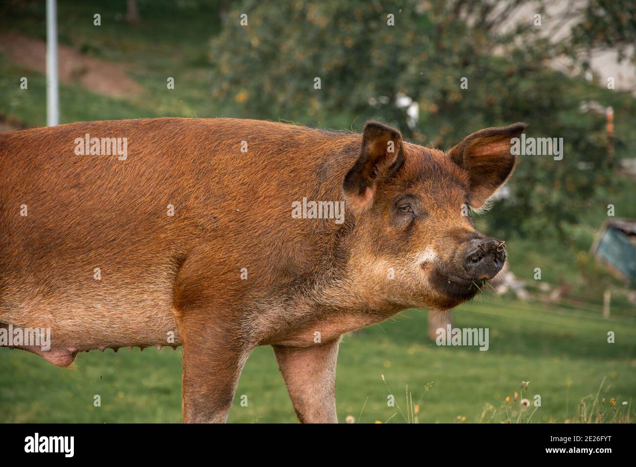 Duroc hog hi-res stock photography and images - Alamy