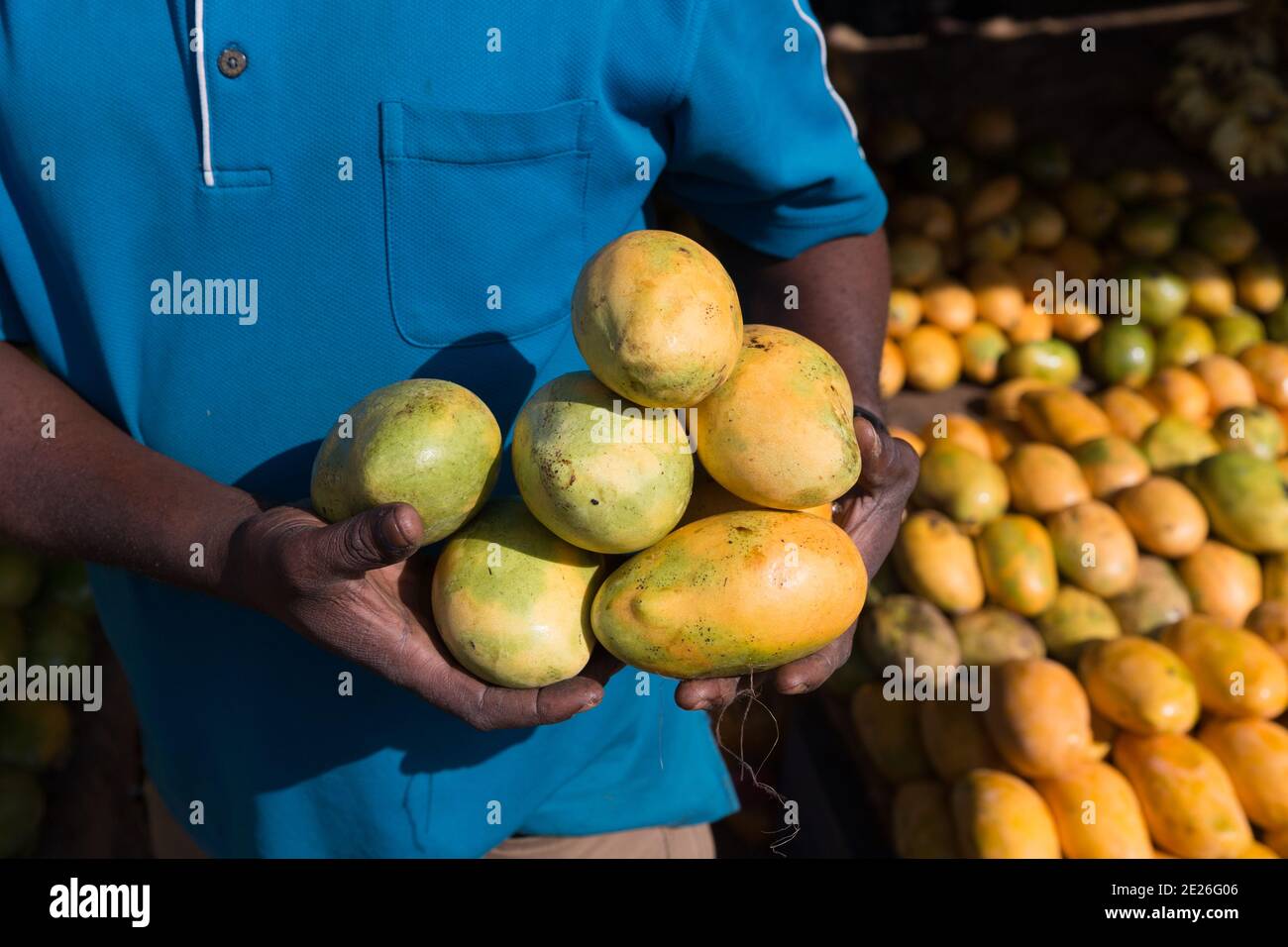 Male torso with hands holding mangoes at a mango stand in market Stock ...