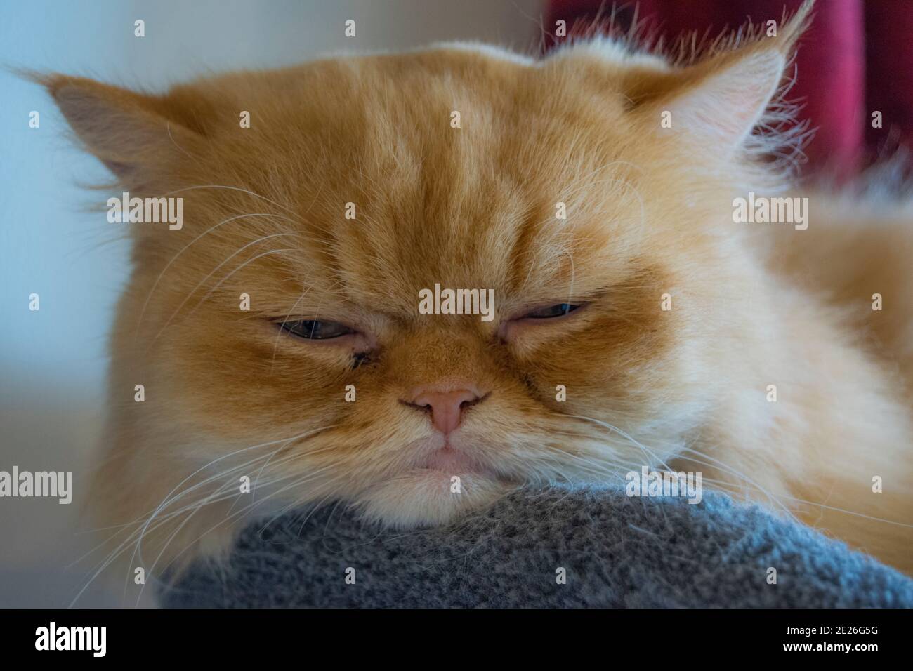 Grumpy tom cat hi-res stock photography and images - Alamy