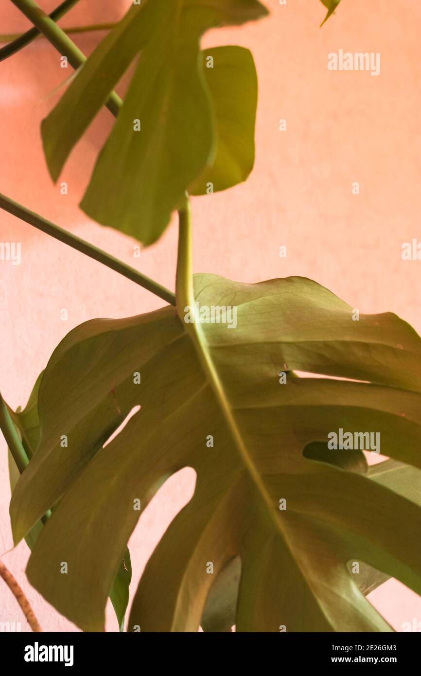 Green leaves of Monstera deliciosa, tropical indoor plant care, home ...