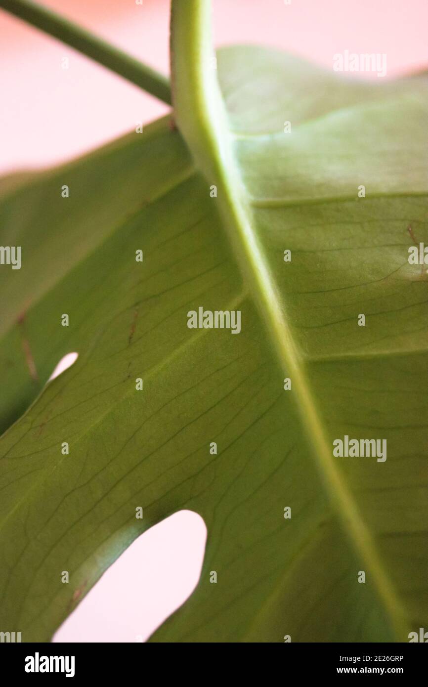 Green leaves of Monstera deliciosa, tropical indoor plant care, home ...