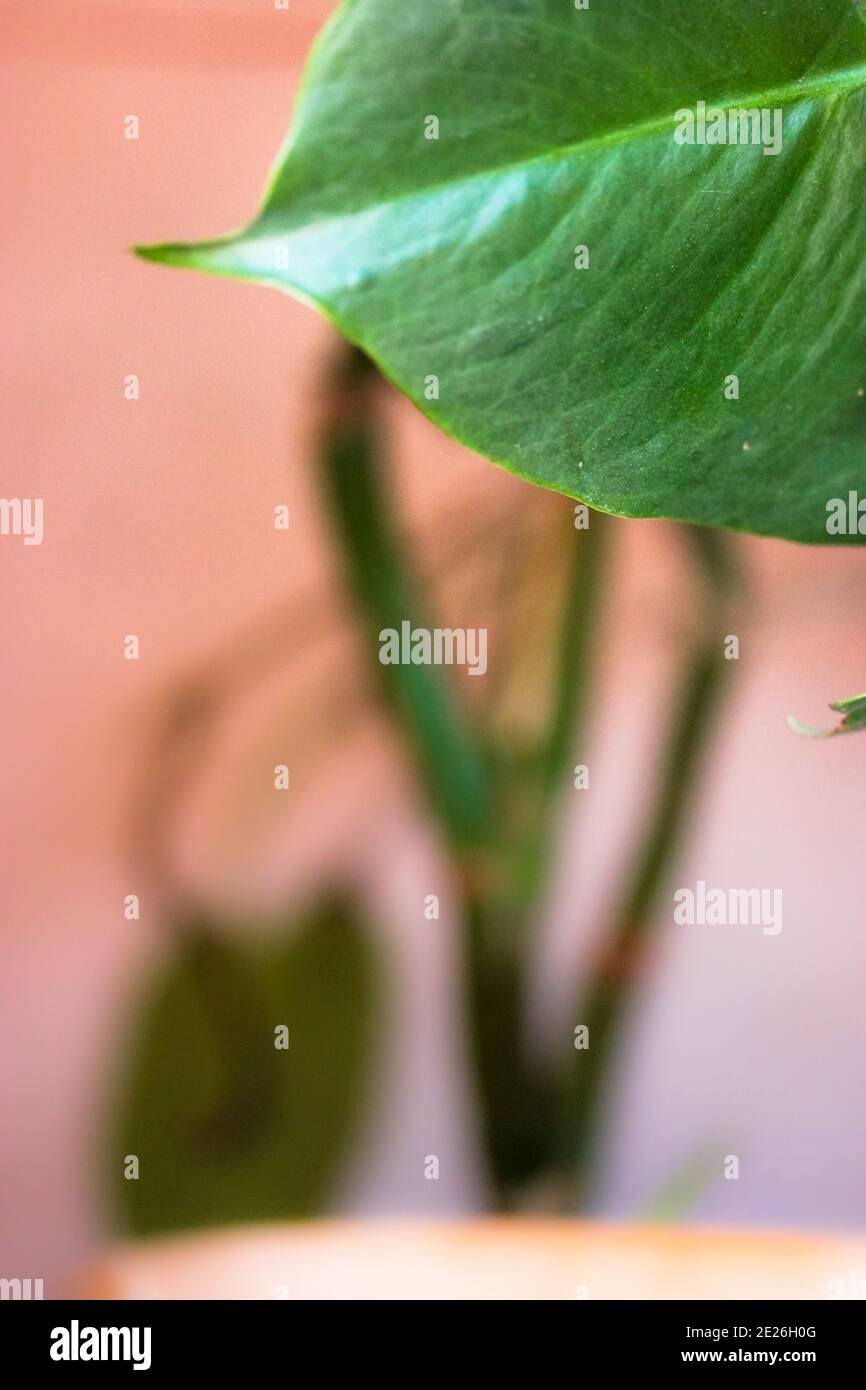 Green leaves of Monstera deliciosa, tropical indoor plant care, home ...
