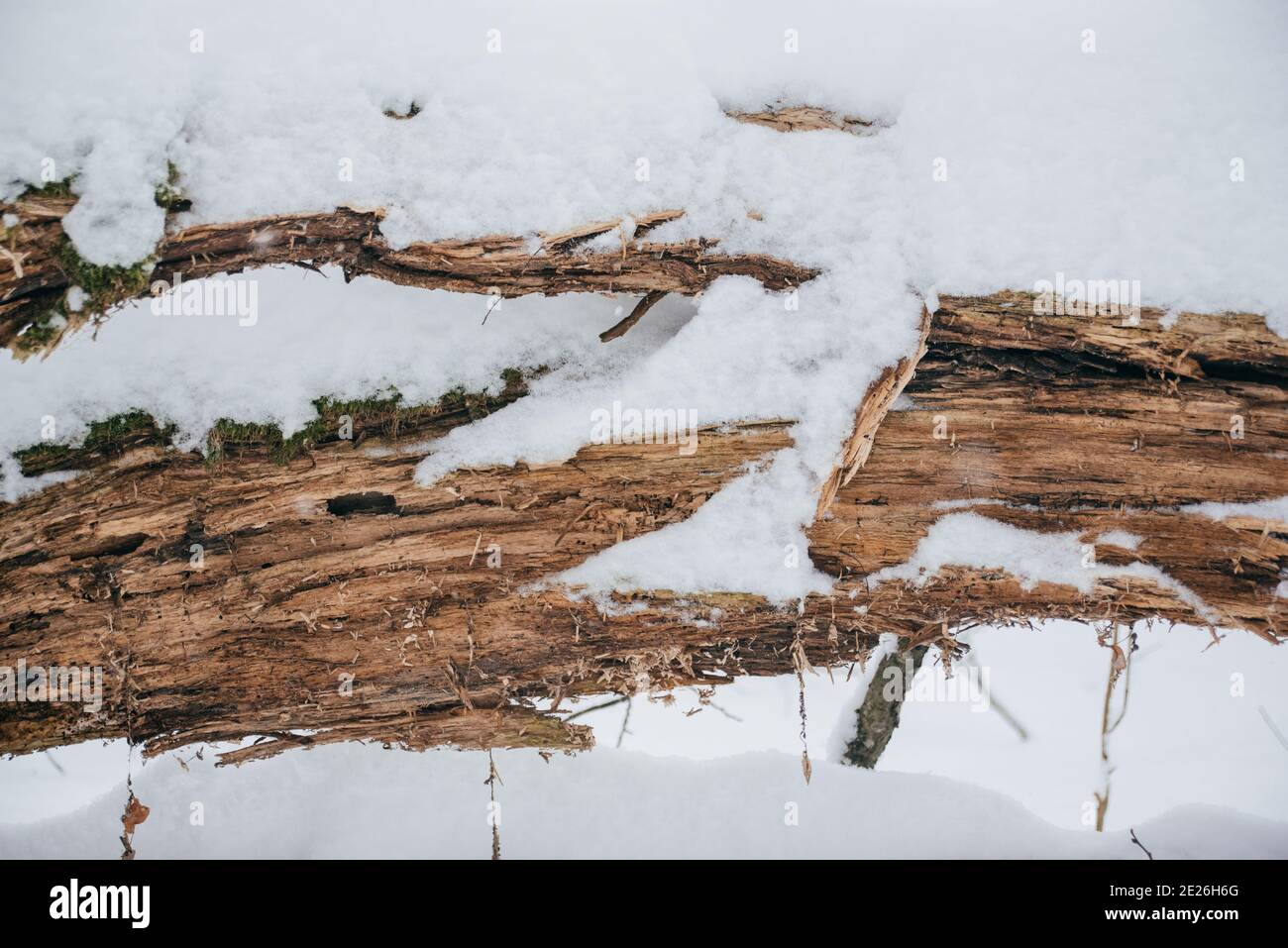 texture of broken rotten tree covered with snow Stock Photo - Alamy