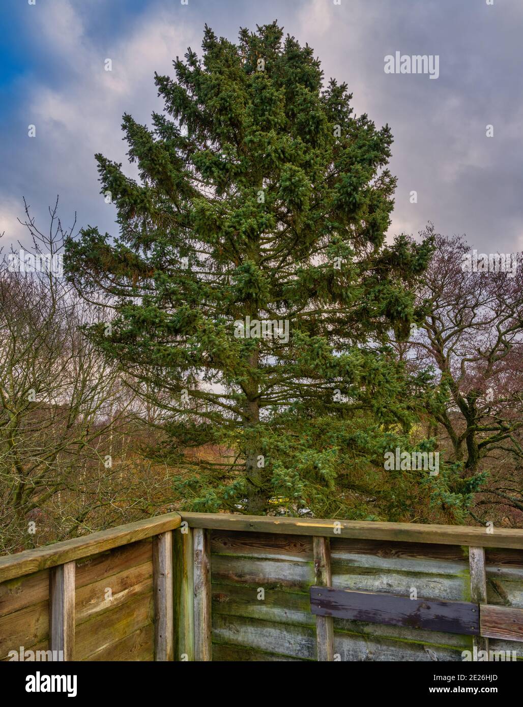 A pine tree with a beautiful sky in the background. Picture from Lund ...