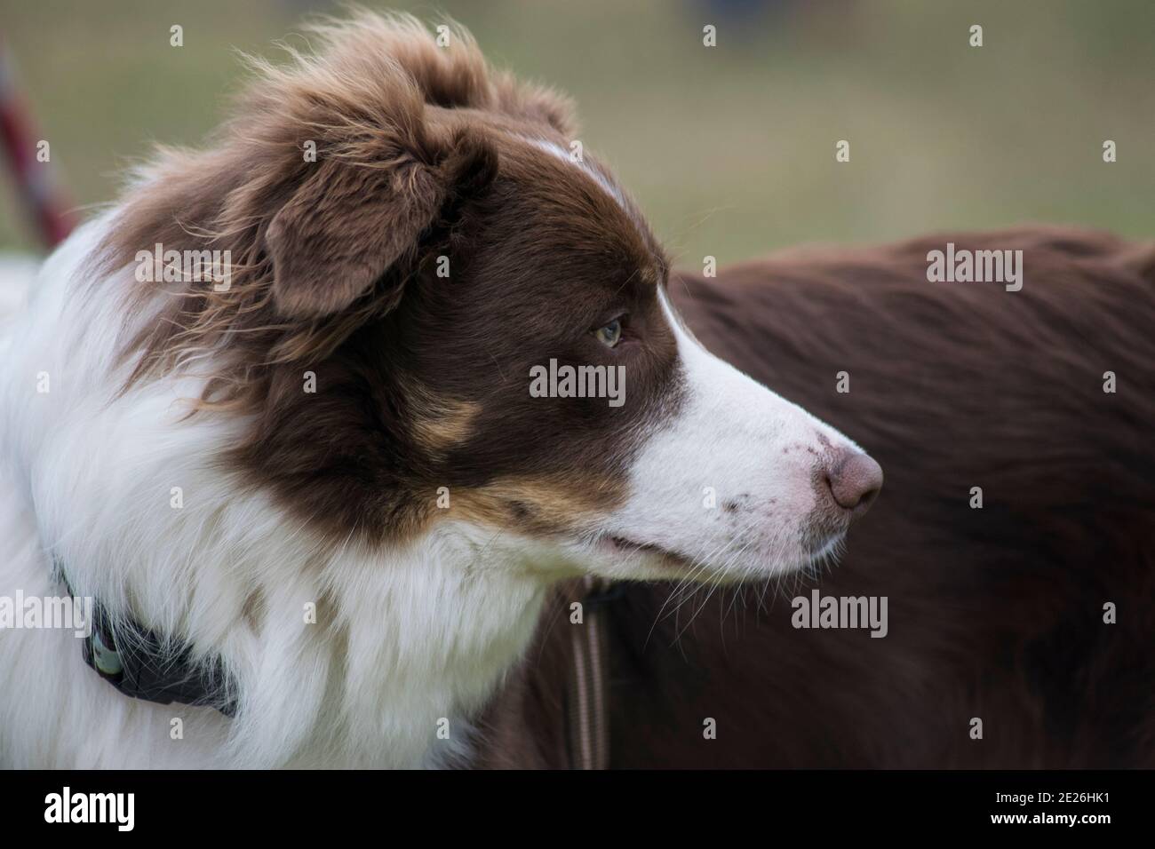 Border collie show hi-res stock photography and images - Alamy