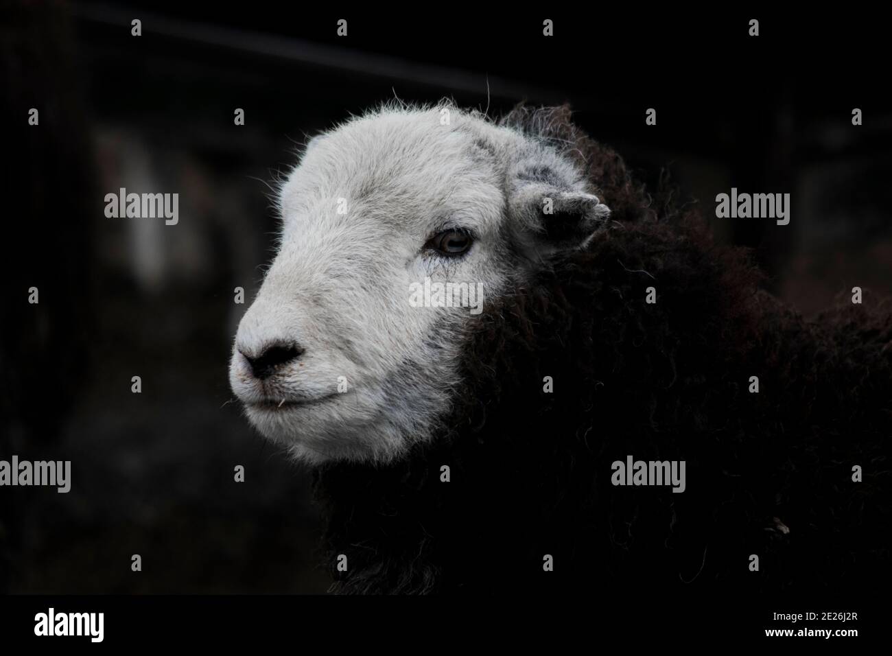 Herdwick sheep in the Lake District Stock Photo - Alamy