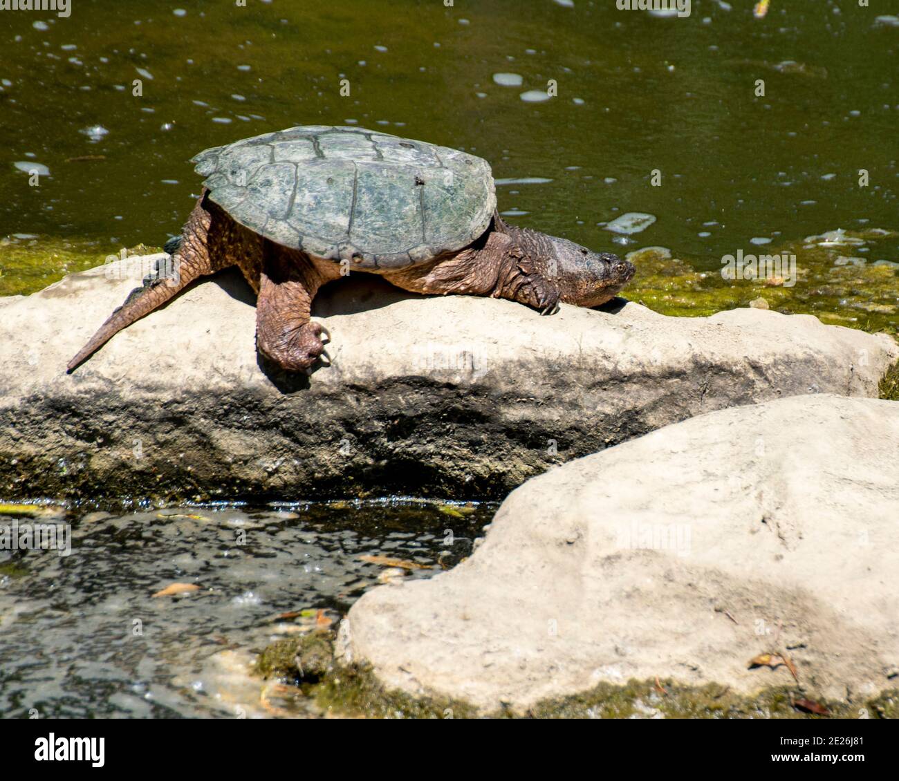 Common snapping turtle enjoying the sun on a rock Stock Photo - Alamy