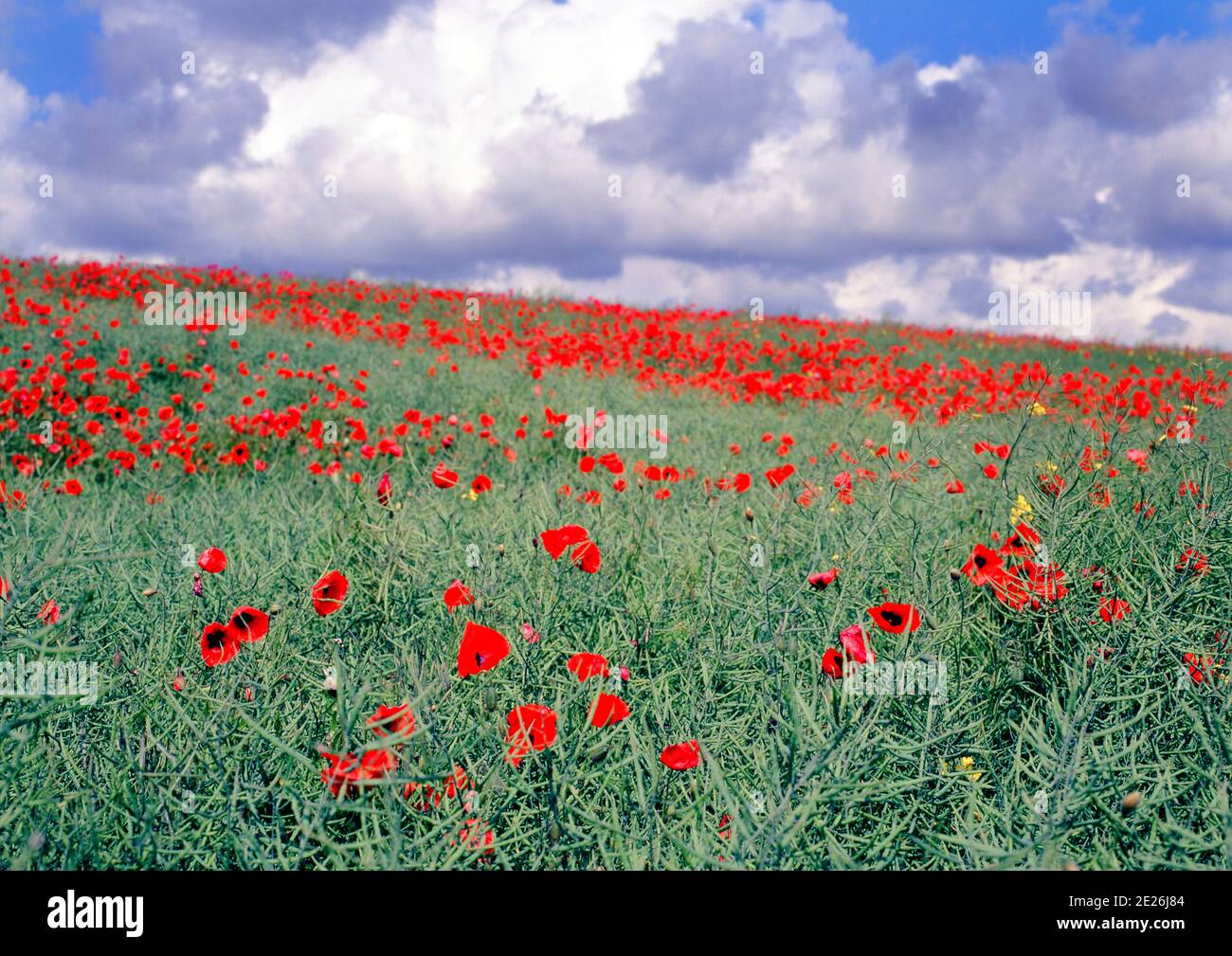 Sedgefield England High Resolution Stock Photography and Images - Alamy