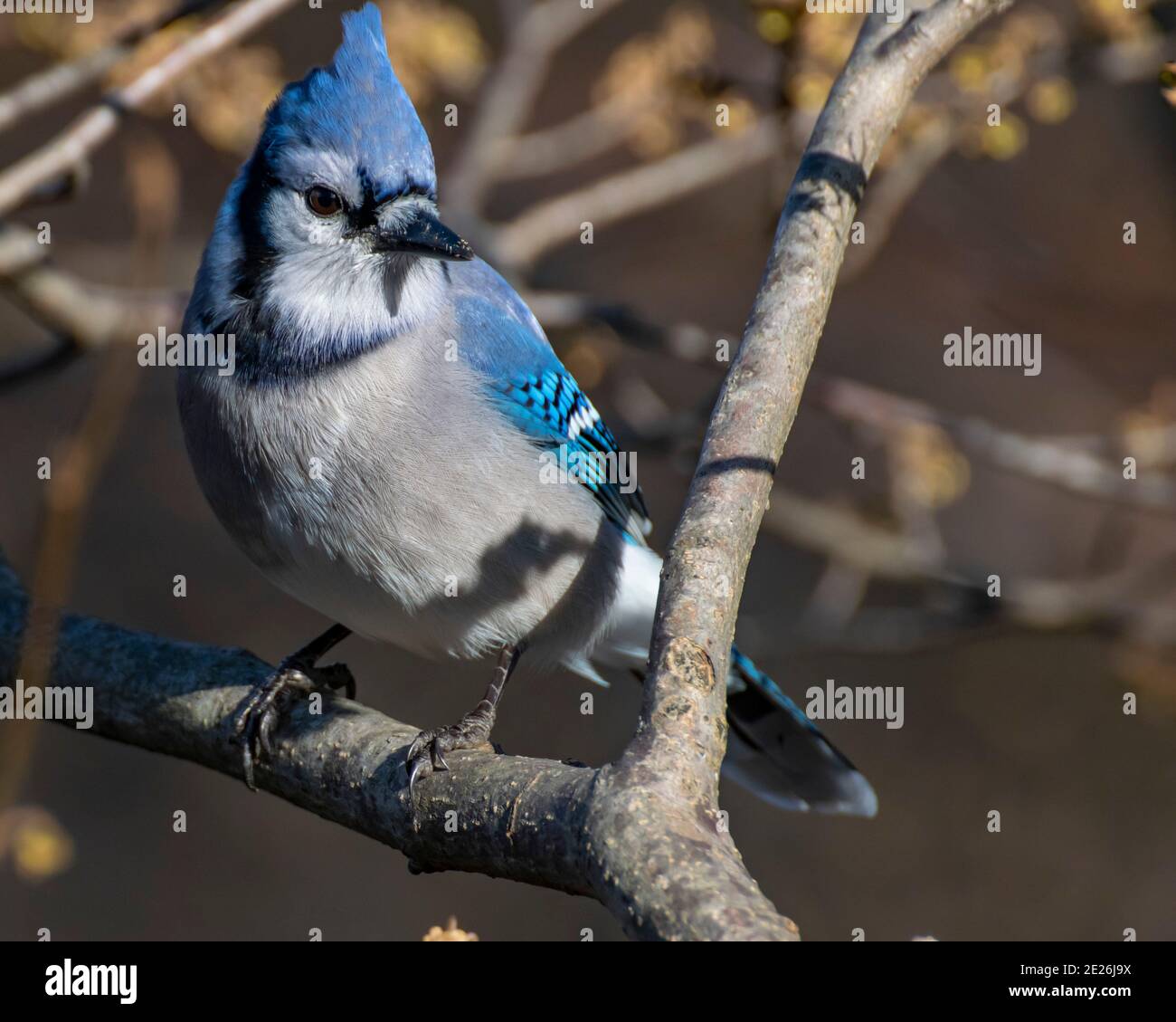 Perched Blue Jay on a tree branch in the woods Stock Photo - Alamy
