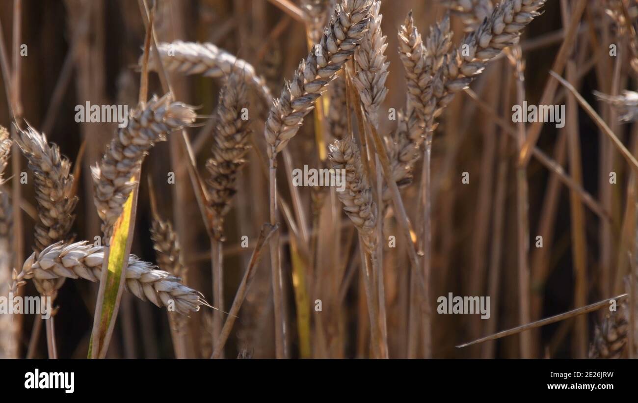 Selective focus to ripe ears of wheat on long stalks in golden hour ...