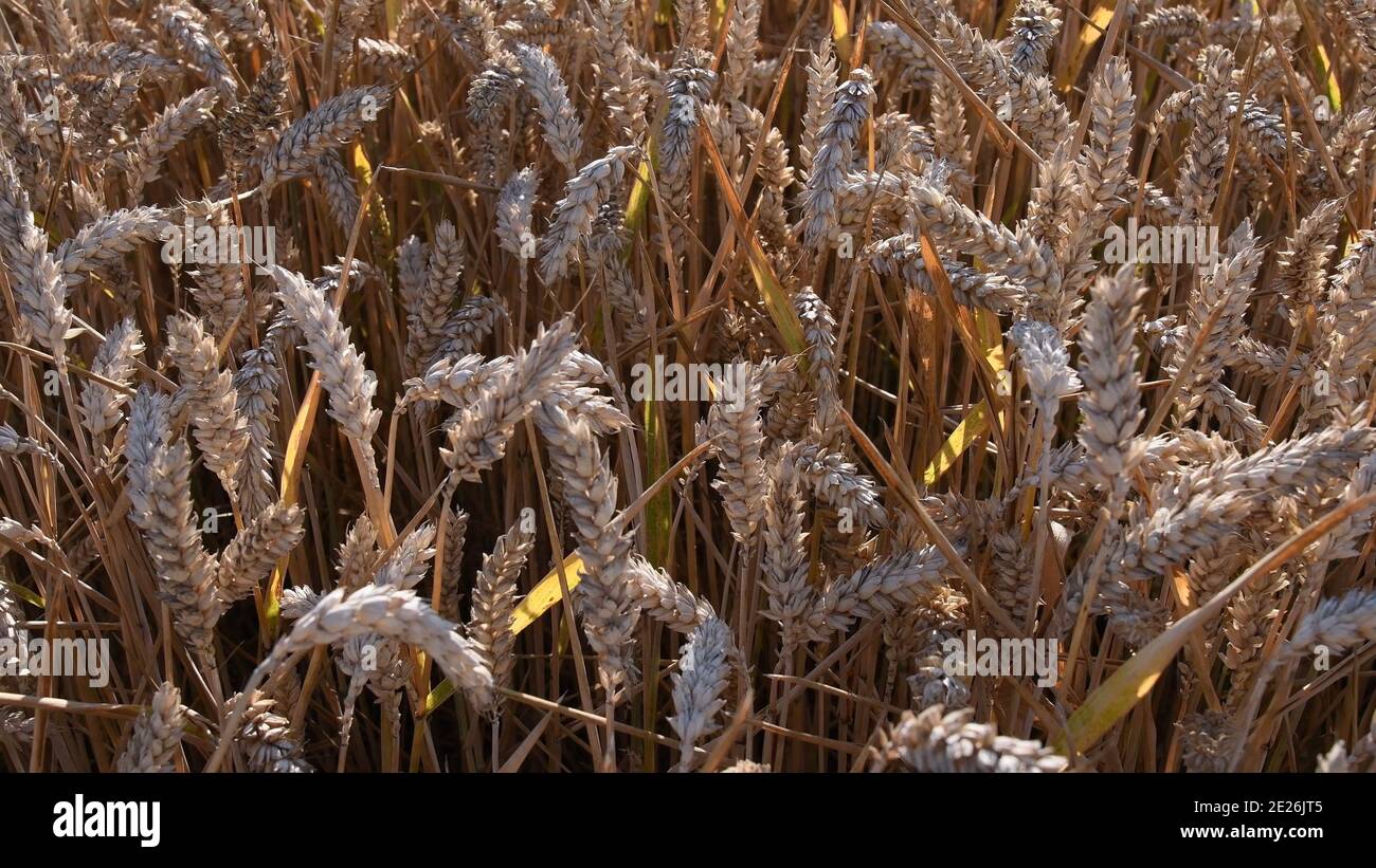 Ripe ears of wheat tangled by wind on field with golden sunset light ...
