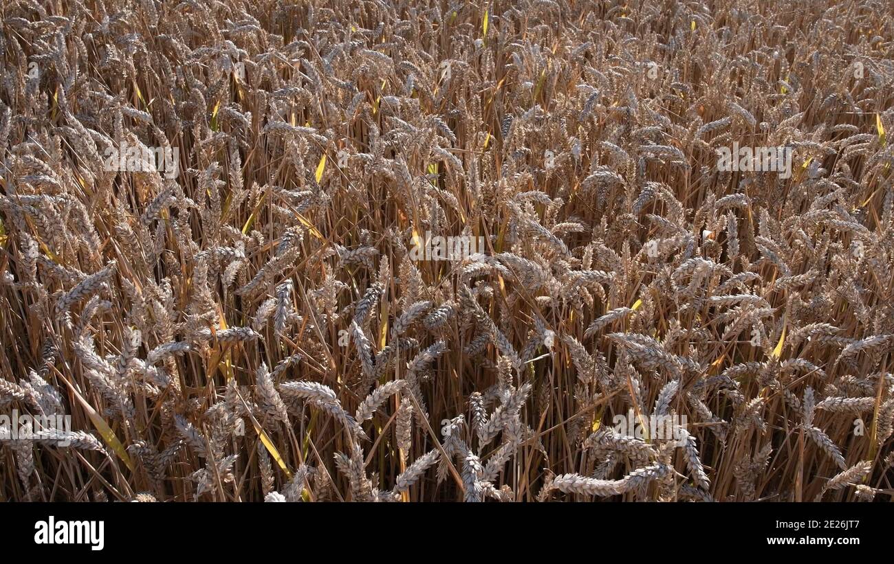 Texture of ripe ears of golden wheat tangled by wind on field ...