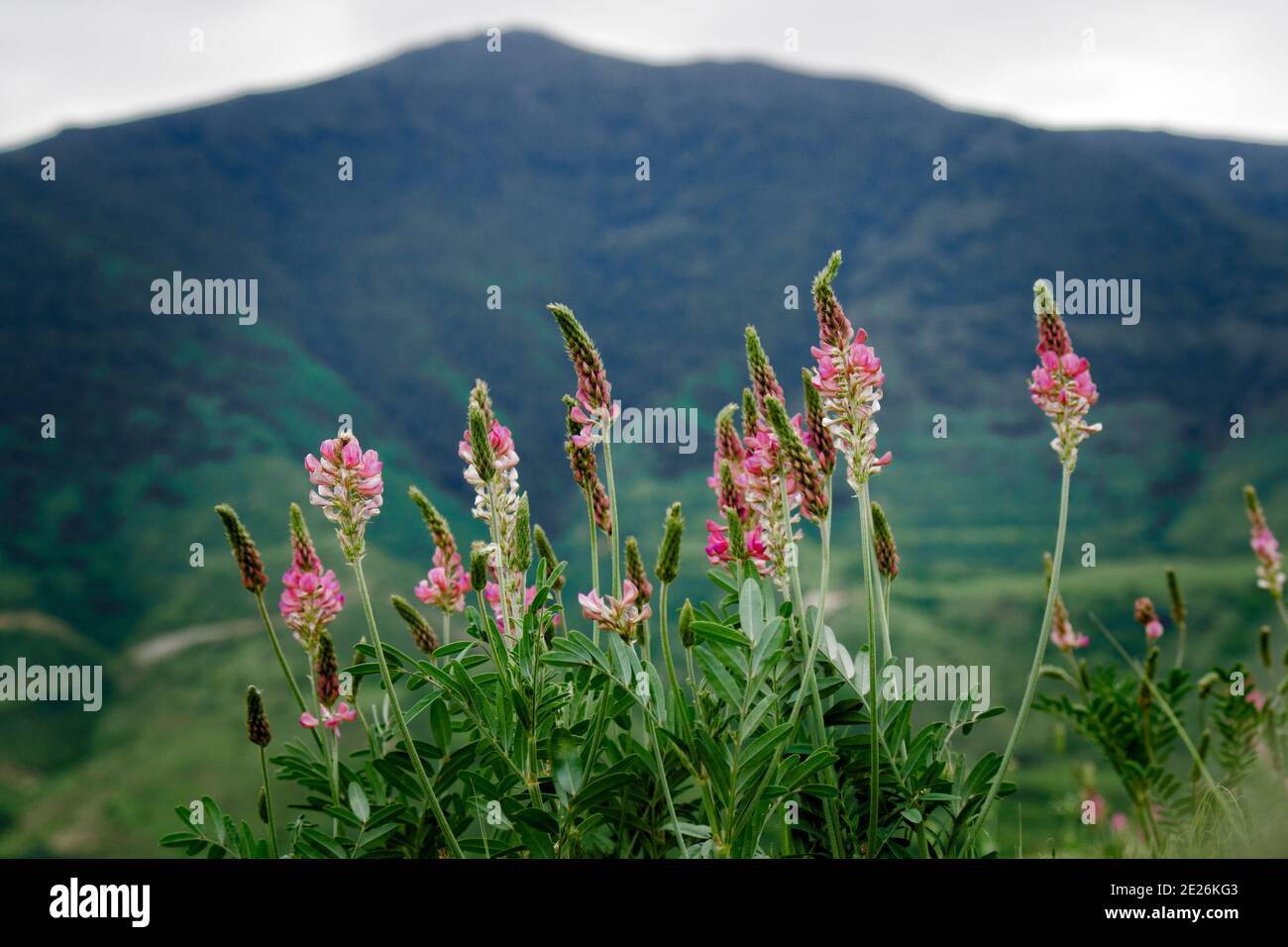 Mount flowers in a pastures of Armenia Stock Photo - Alamy