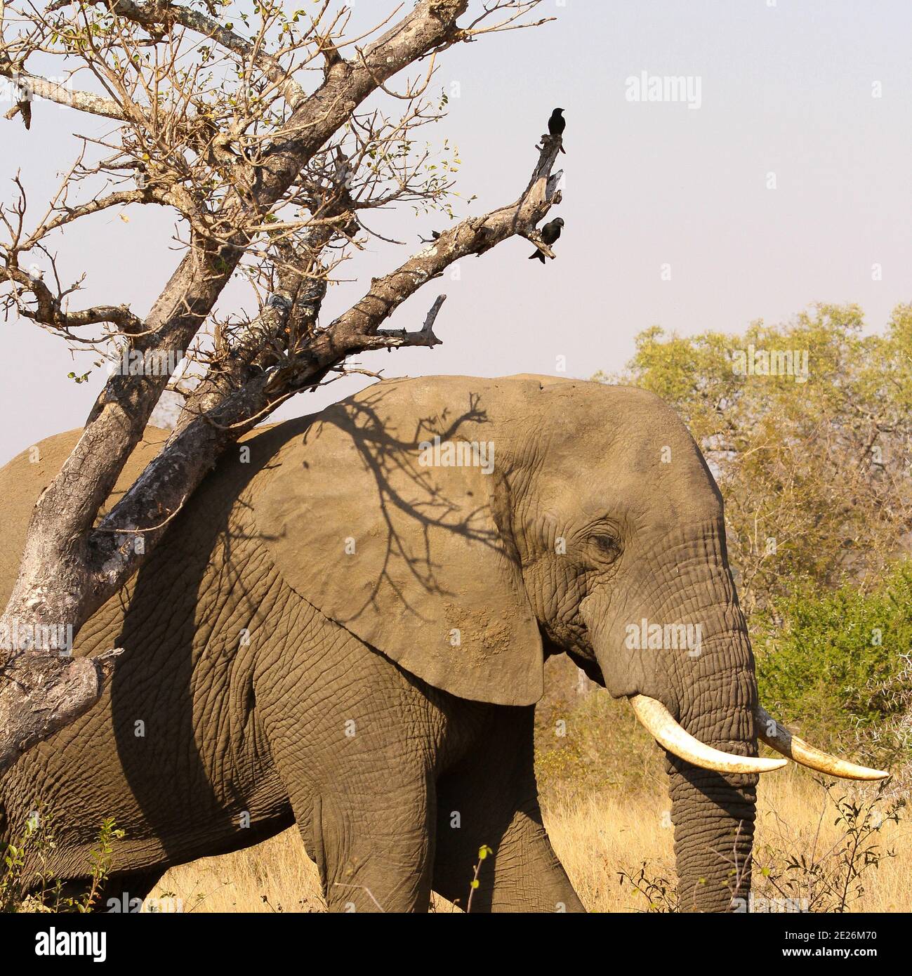 Elephant standing next to a tree in a game reser Stock Photo - Alamy