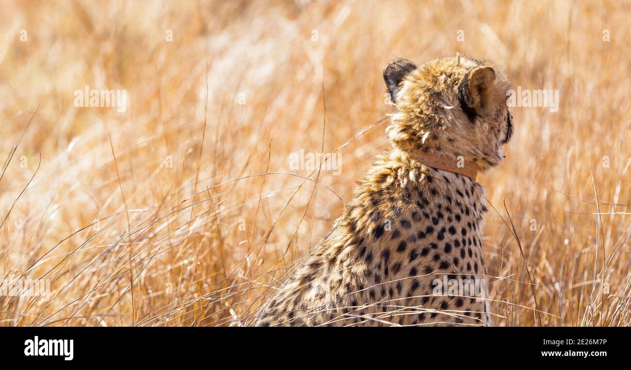 Cheetah looking back in hi-res stock photography and images - Alamy