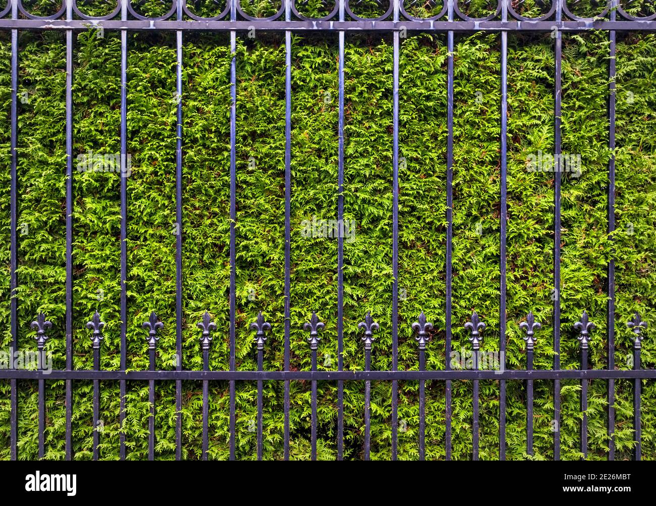 Green thuja hedge behind the metal fence, detail of protection and ...