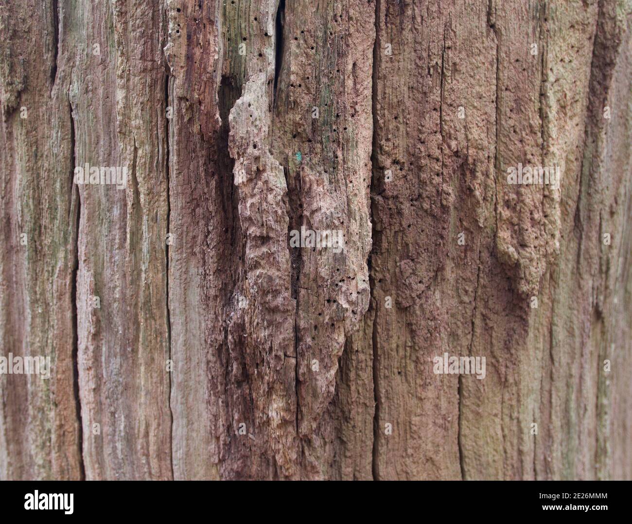Wood background showing gnarled tree bark with space for copy Stock ...