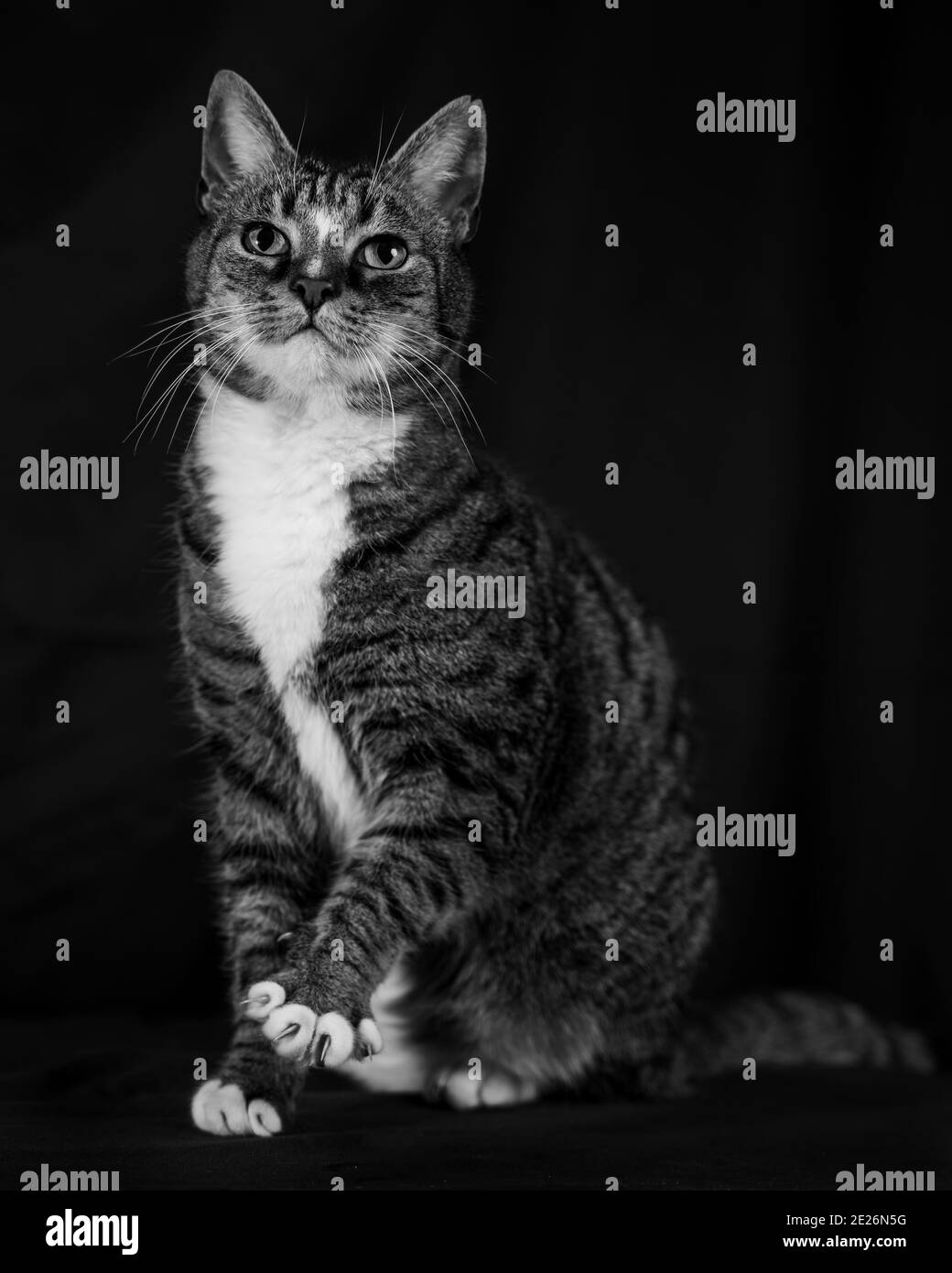 Grayscale shot of a cute cat on a black background Stock Photo - Alamy