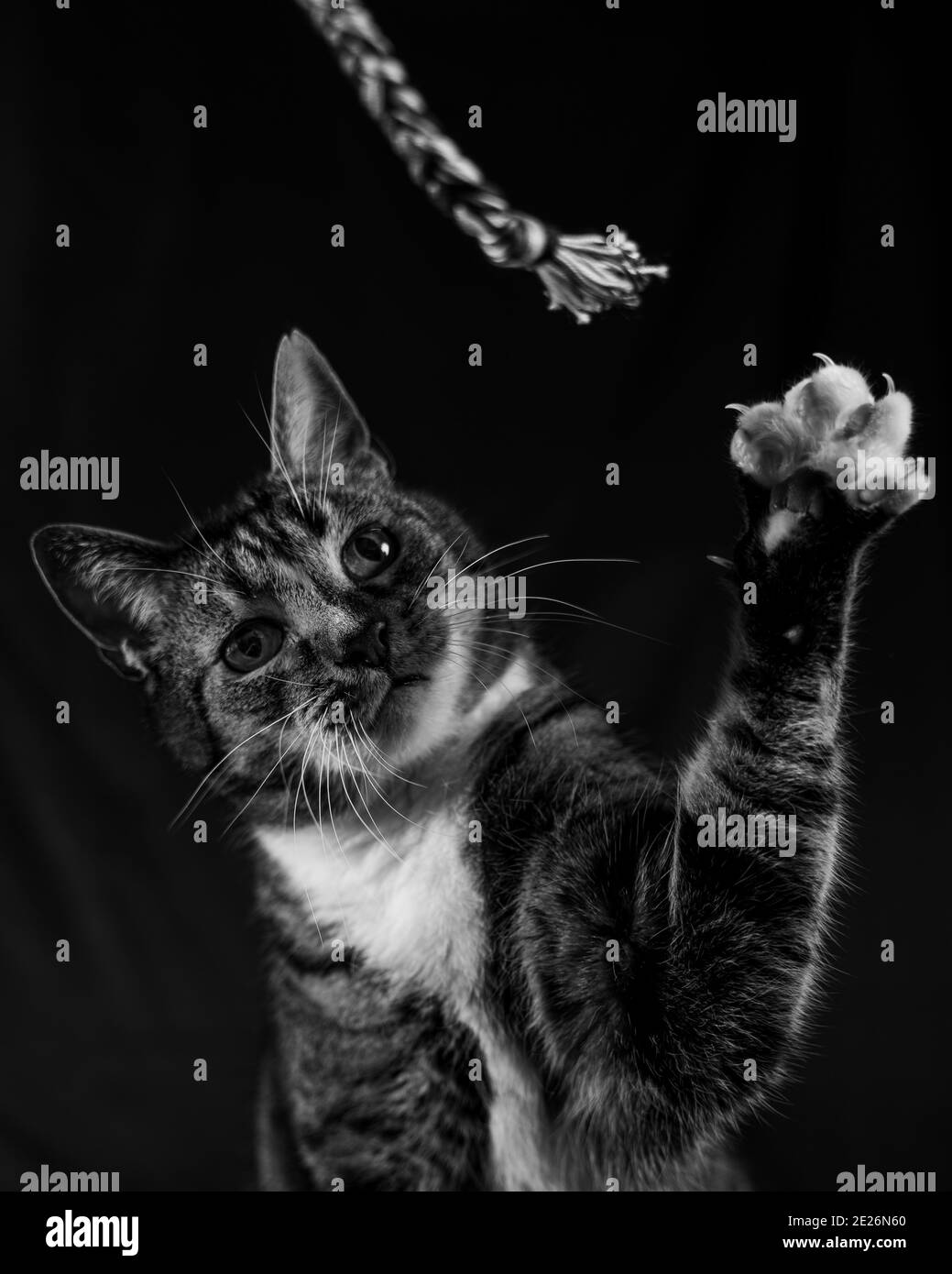 Grayscale shot of a domestic cat playing with a rope on a black ...