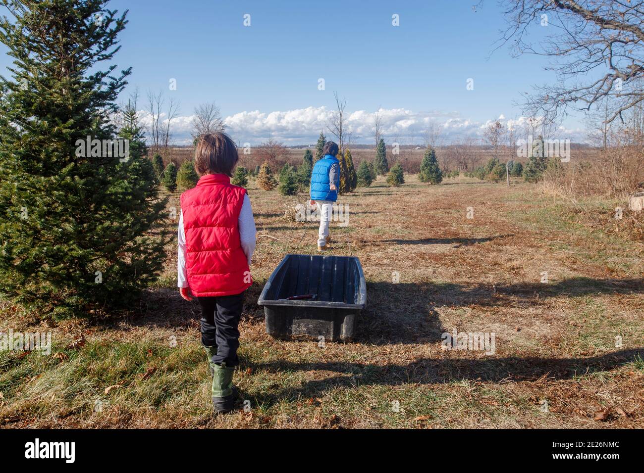 two children walk together through a tree farm dragging a large sled ...
