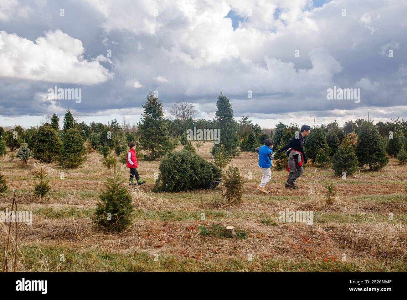 Christmas tree dragging hi-res stock photography and images - Alamy
