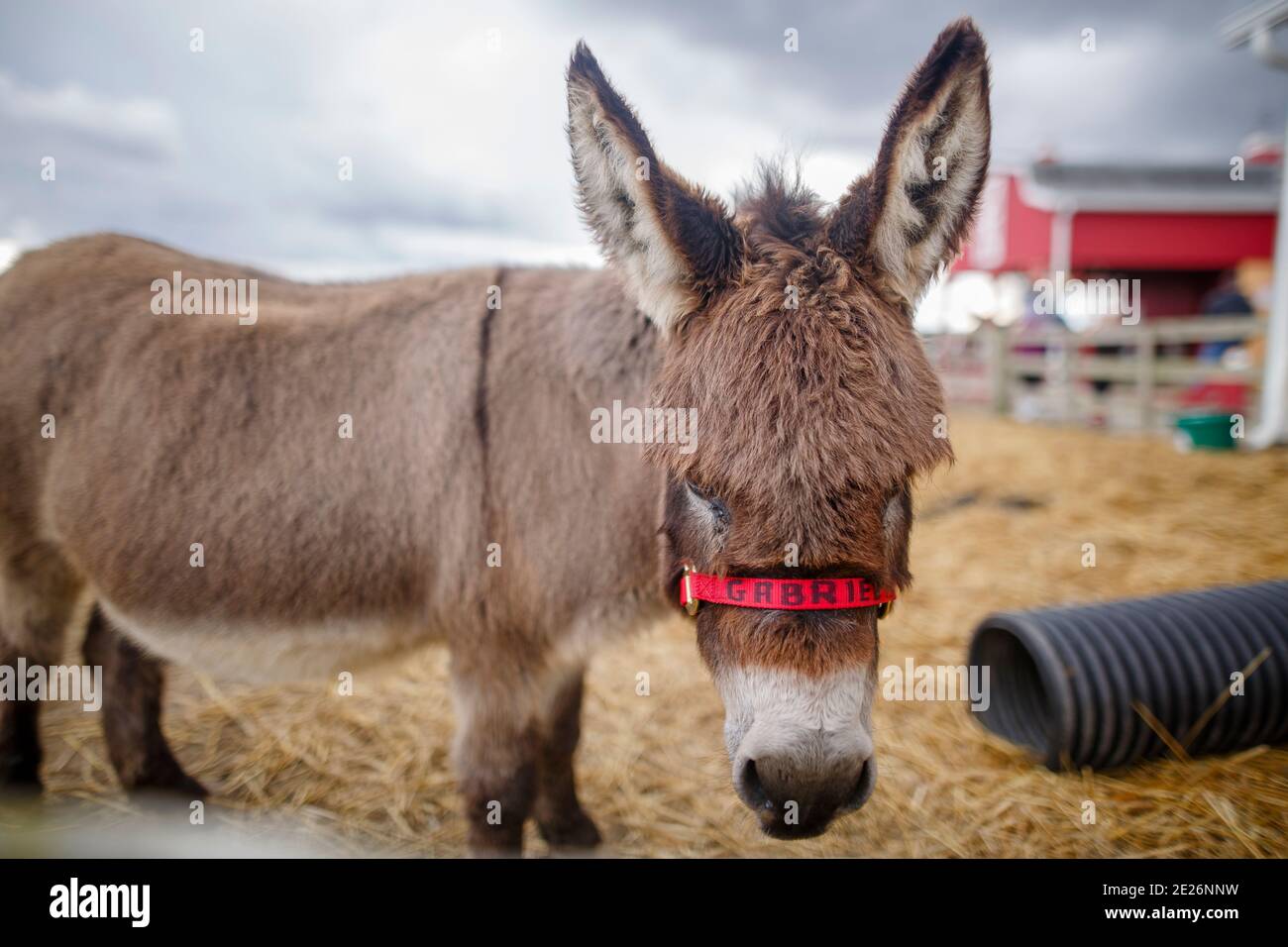 Close-up of a miniature donkey in a pen on a farm Stock Photo - Alamy