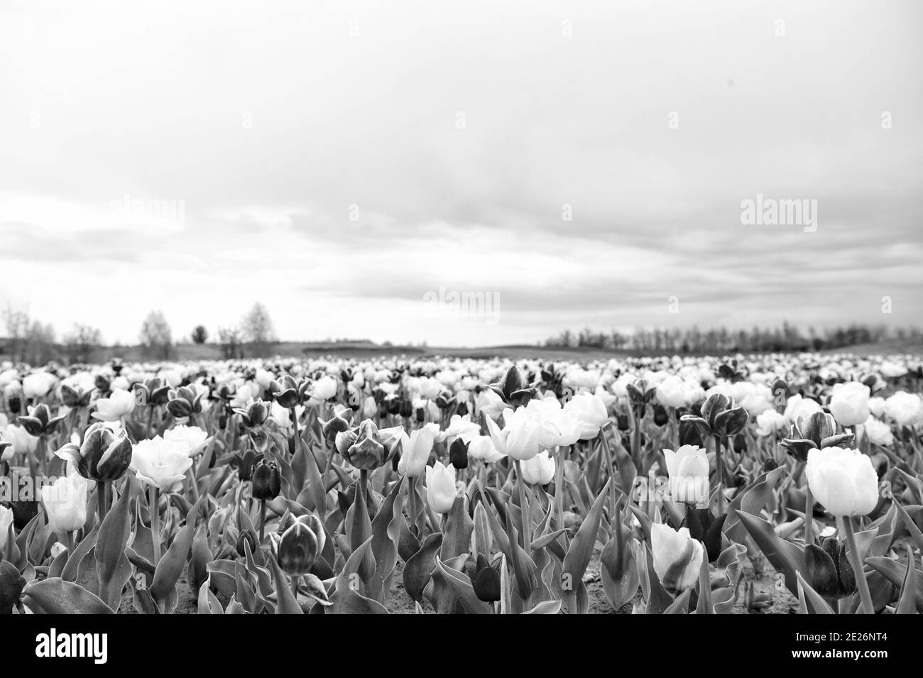 Ultimate guide to tulips season in Holland. Tulips rows landscape ...
