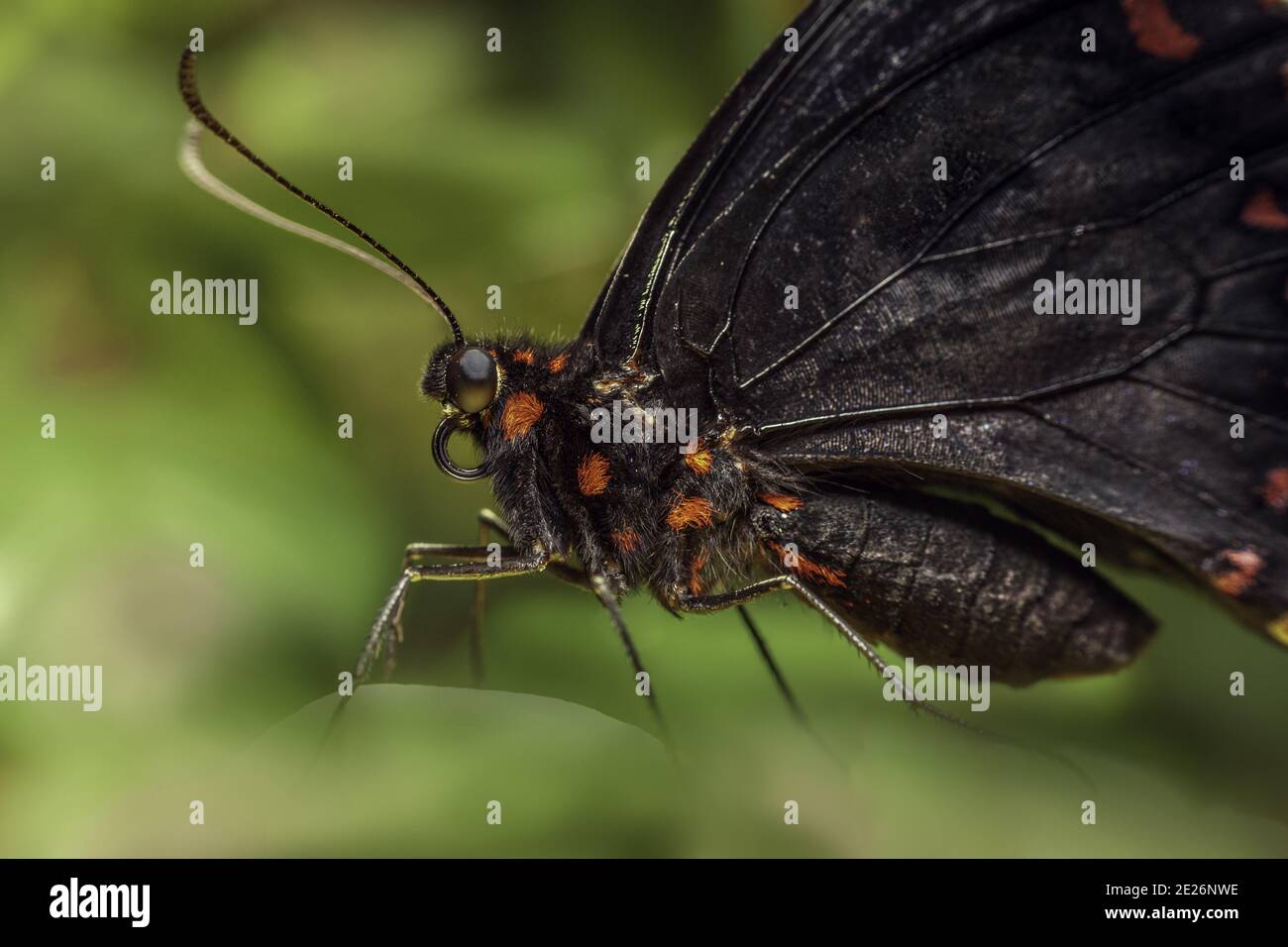 Closeup of a ruby-spotted swallowtail on leaves under the sunlight with ...