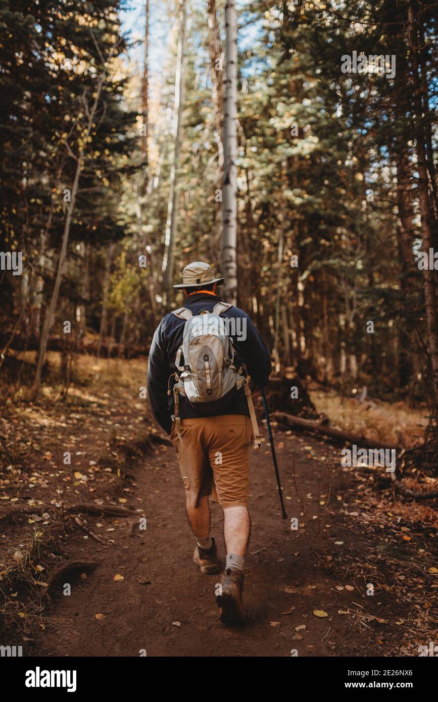 Hiking in the Forest of Trees Stock Photo - Alamy