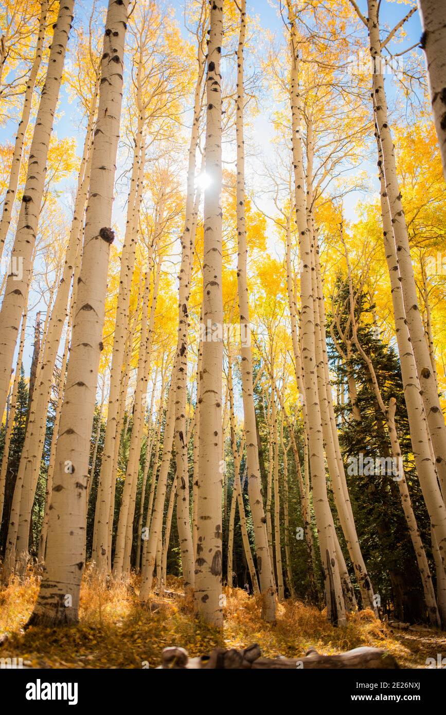 Forest of birch trees in fall Stock Photo - Alamy