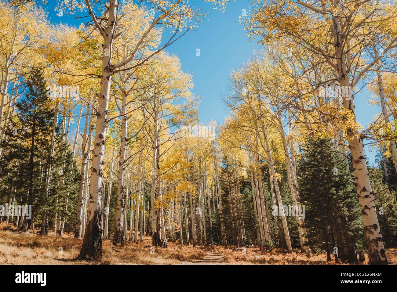 Fall Birch Trees in Forest Stock Photo - Alamy