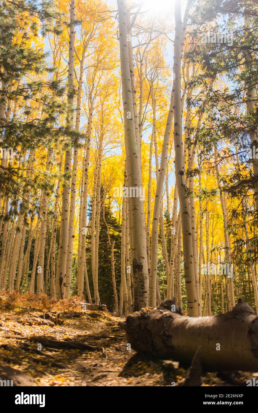 Fall birch and pine trees in forest Stock Photo - Alamy