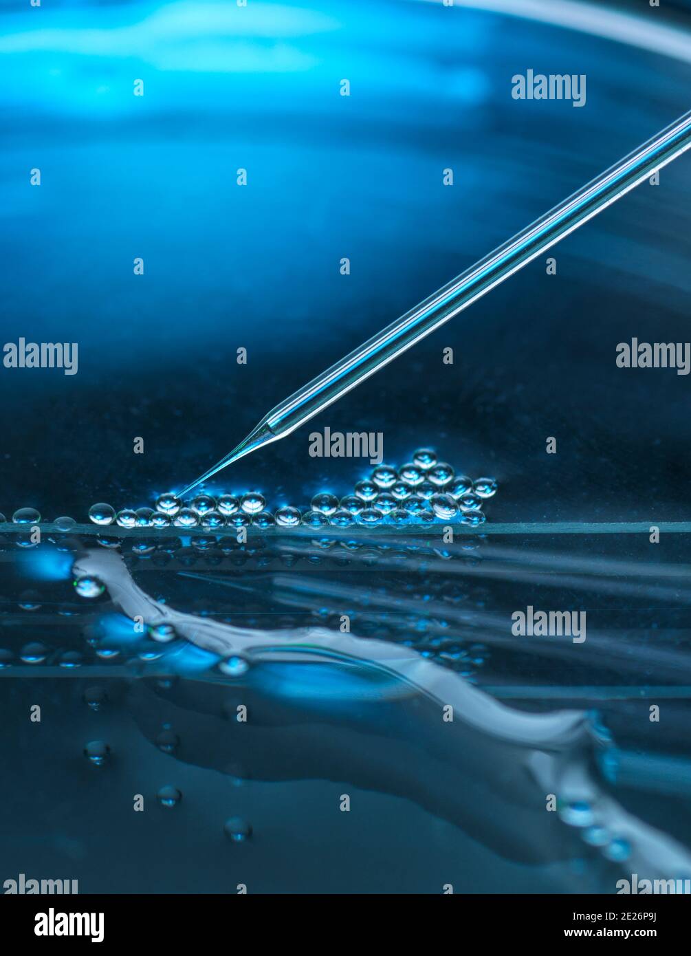 Nuclear transfer being carried out on several embryonic stem cells ...