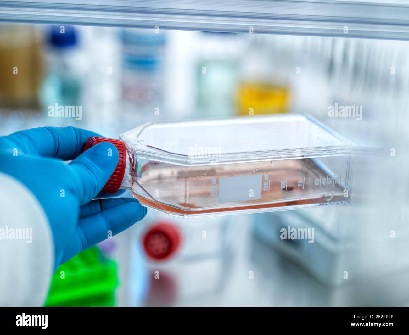 Cell Research, Scientist examining cells in a flask during an experime ...